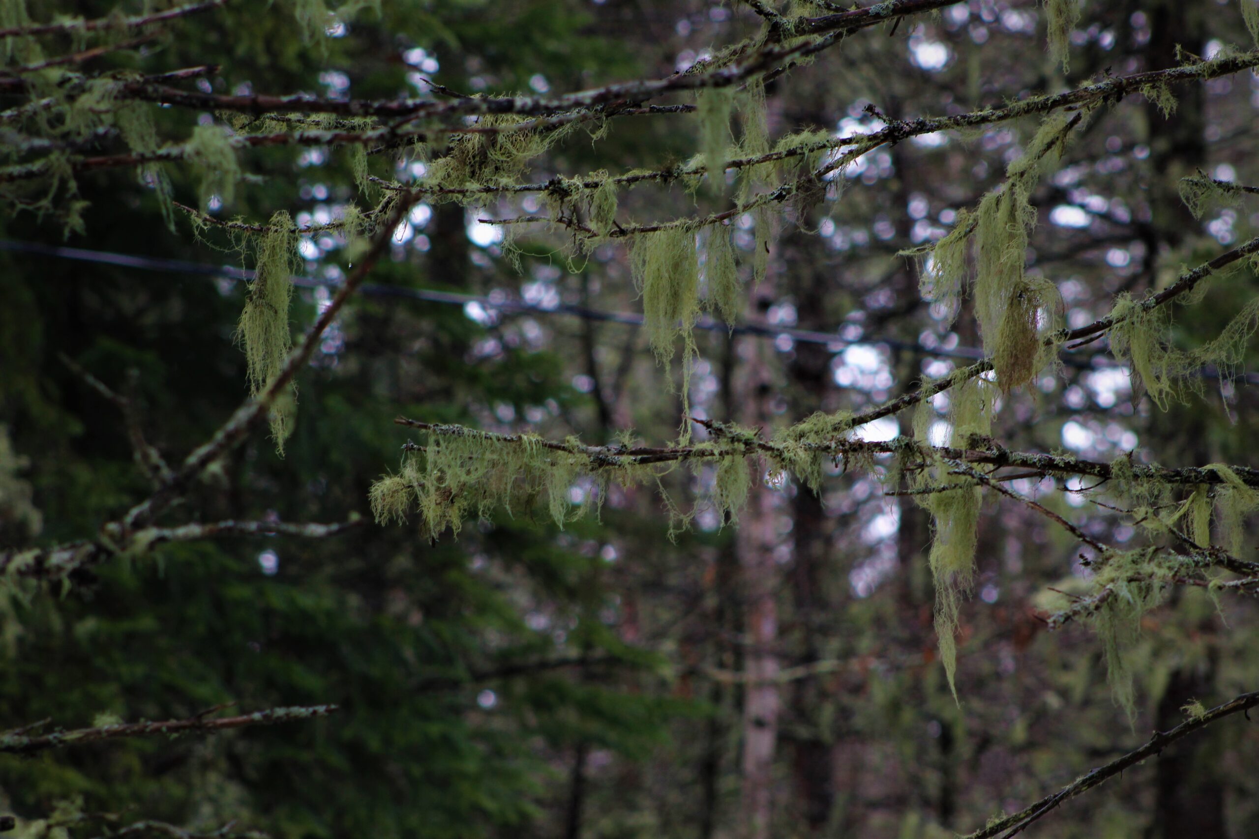Beard lichen - Scarborough Land Trust