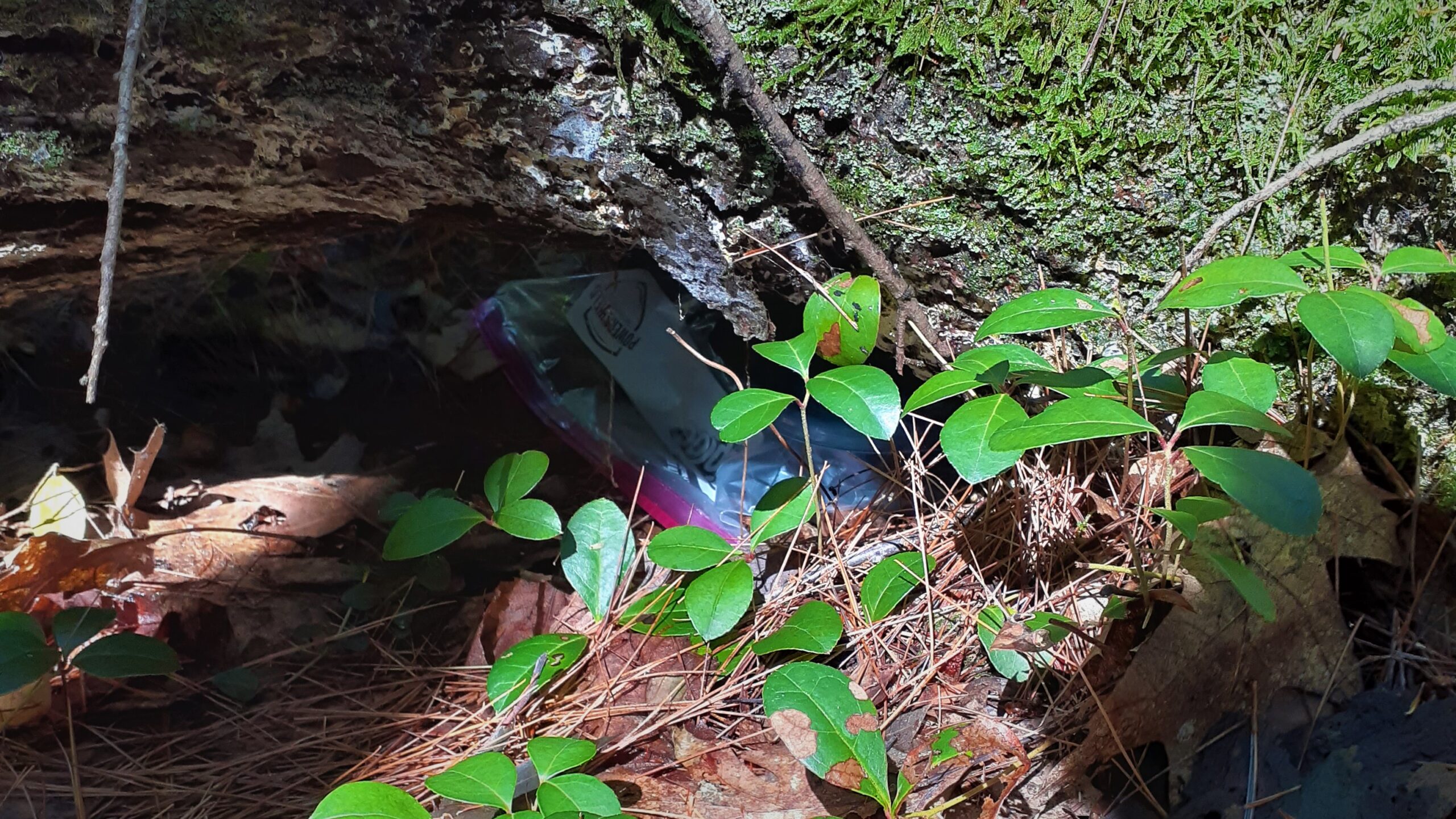 SWP hiding spot photo edit - Scarborough Land Trust