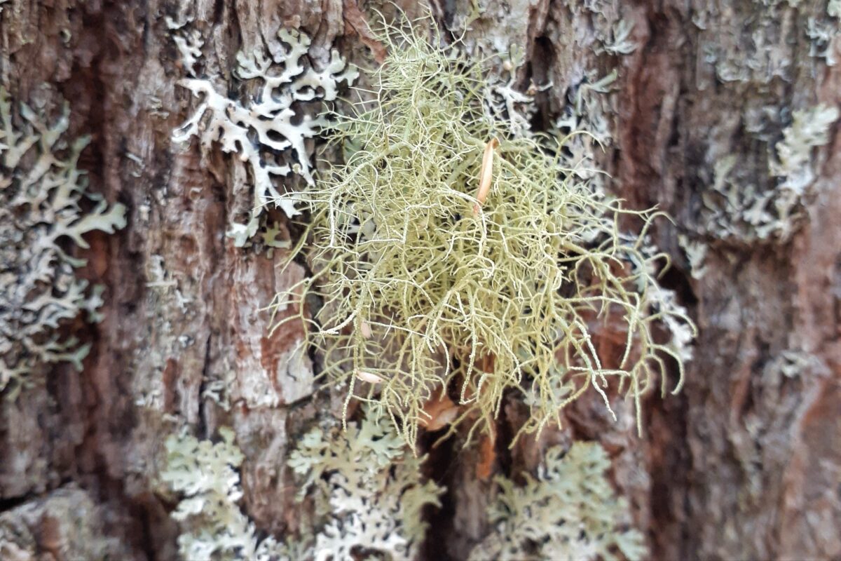 Winter Wonders- tracks, trees, and lichen - Scarborough Land Trust