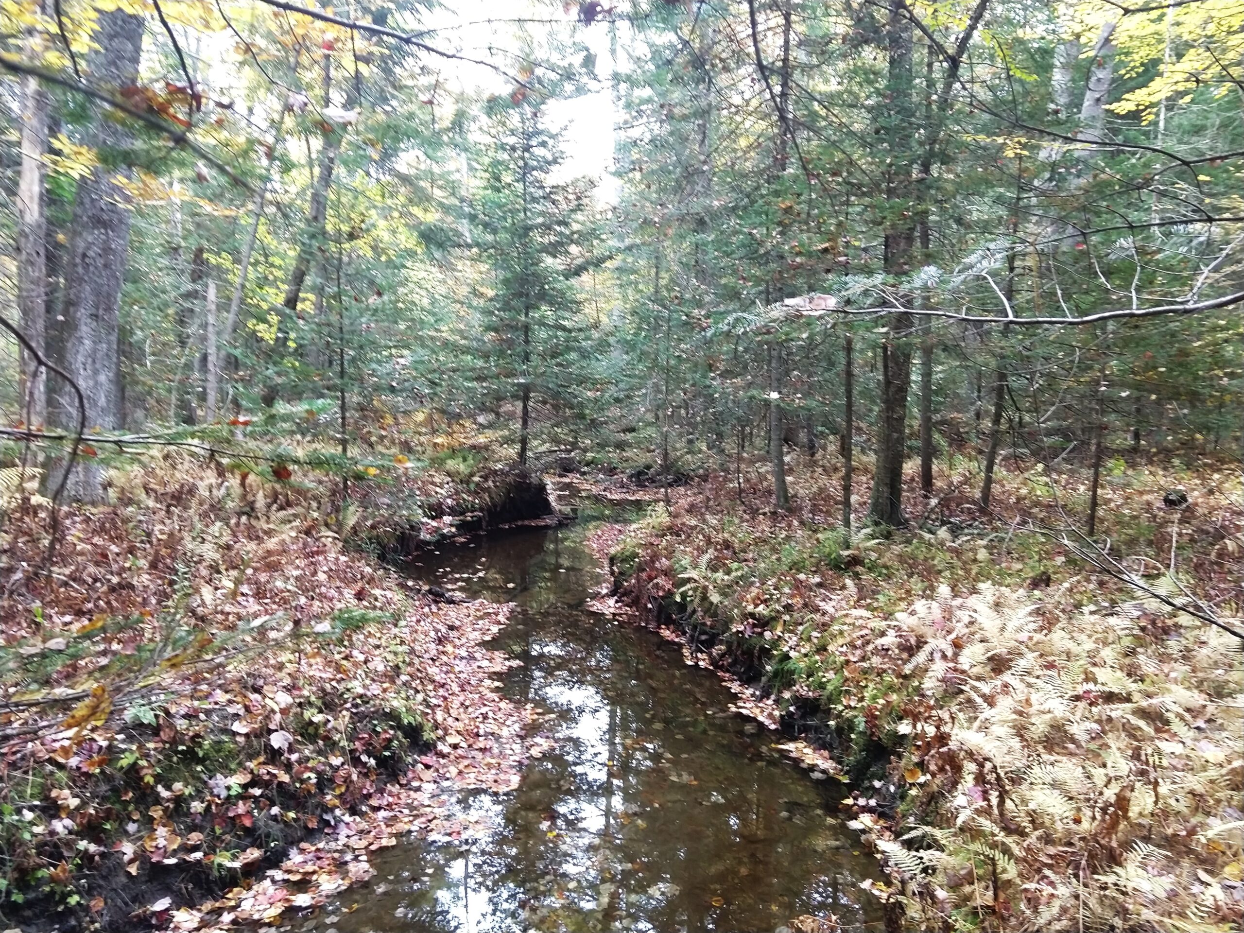 SLT Protects Land Along Beaver Brook - Scarborough Land Trust