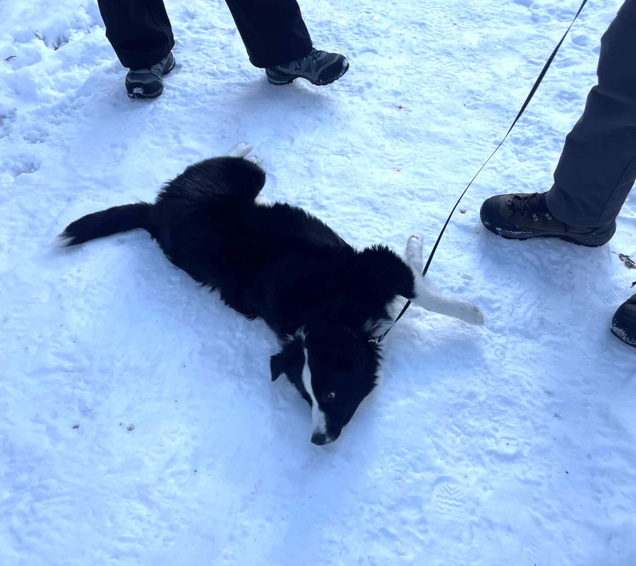 Winter Dog Walks - Scarborough Land Trust