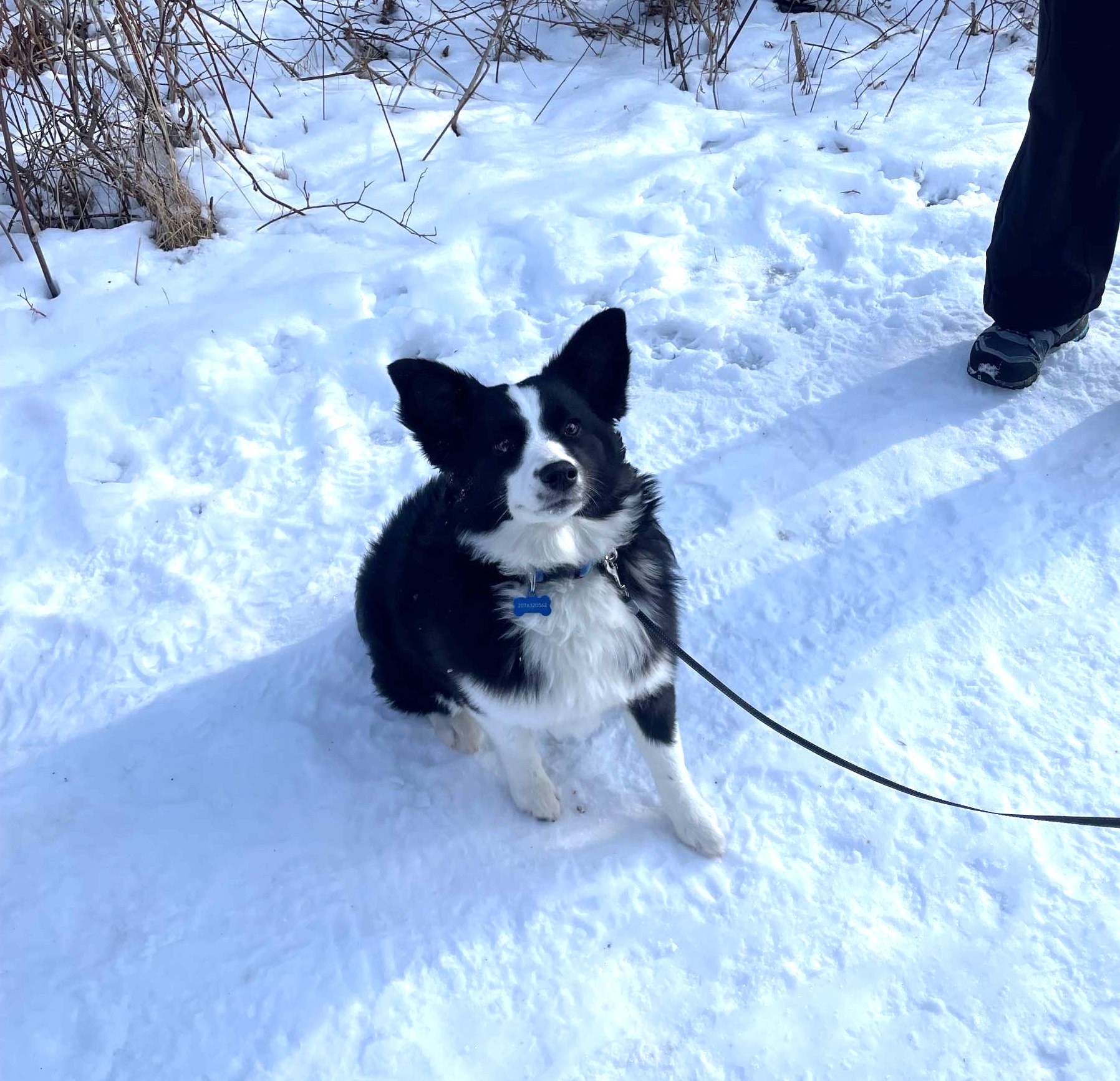 Winter Dog Walks - Scarborough Land Trust